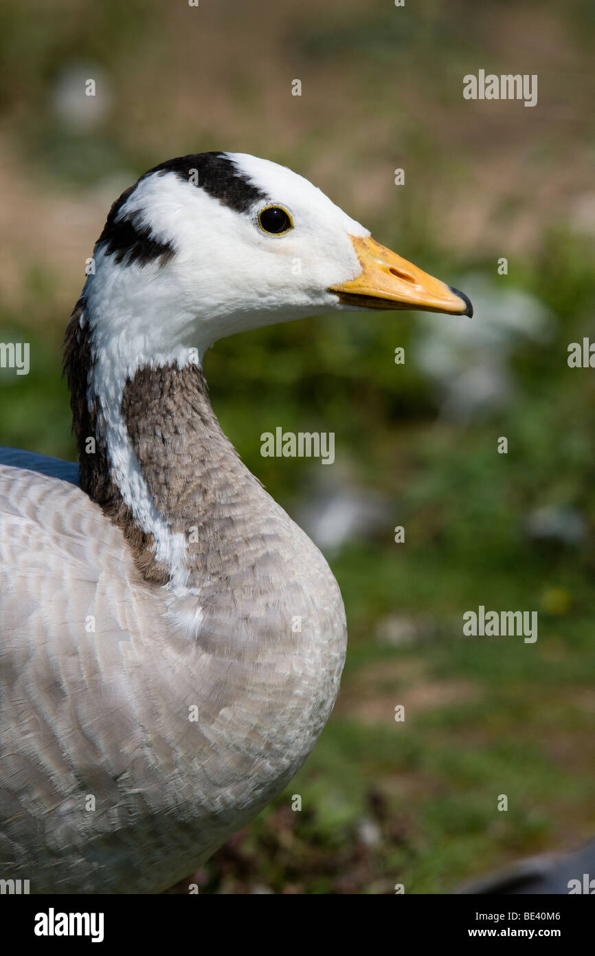 Bar-headed goose (Anser indicus Stock Photo - Alamy