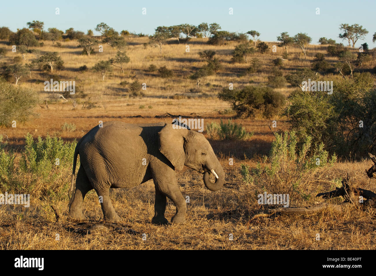 African elephant ( Loxodonta africana africana), Tuli Block, Botswana ...