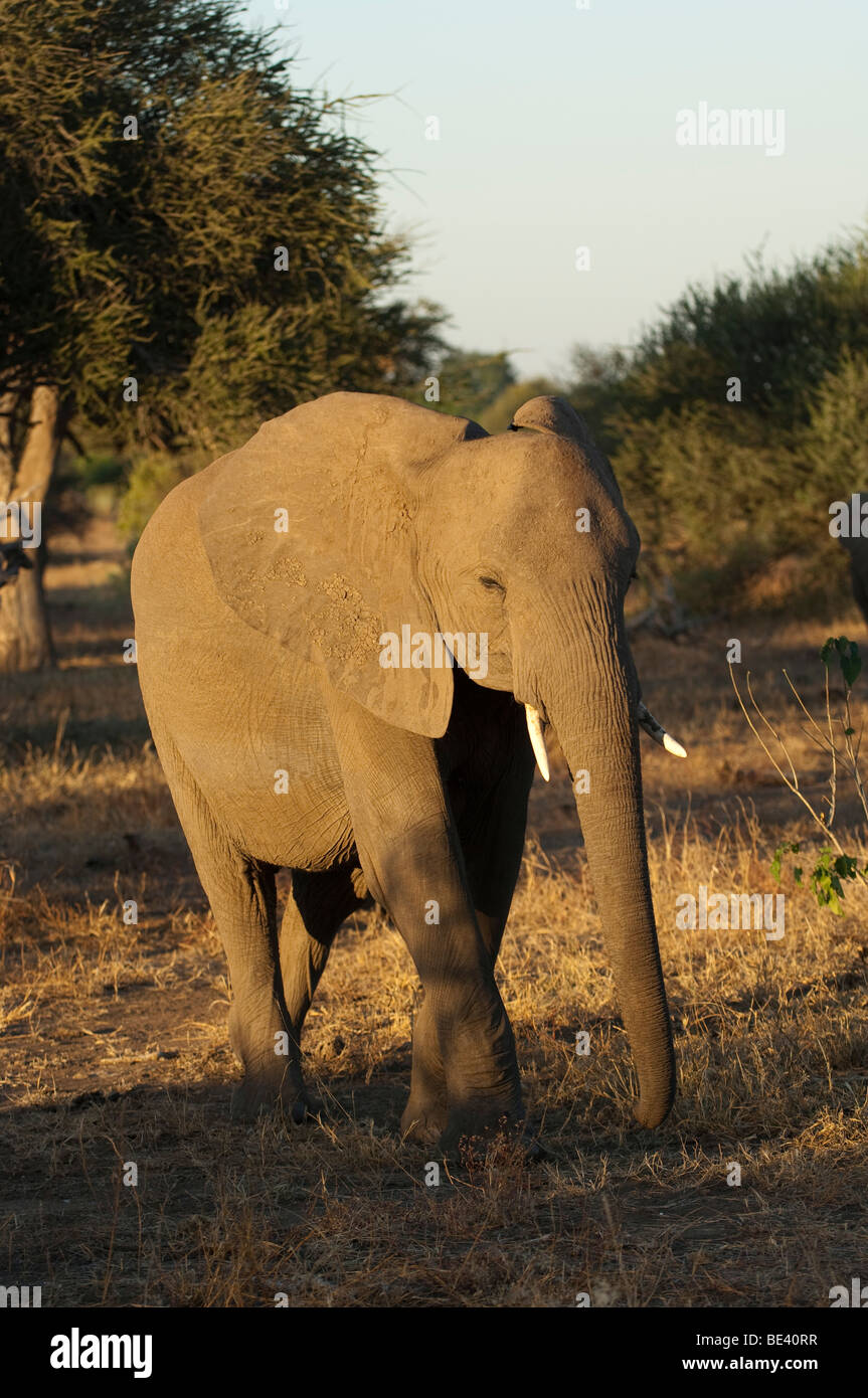 African elephant ( Loxodonta africana africana), Tuli Block, Botswana ...