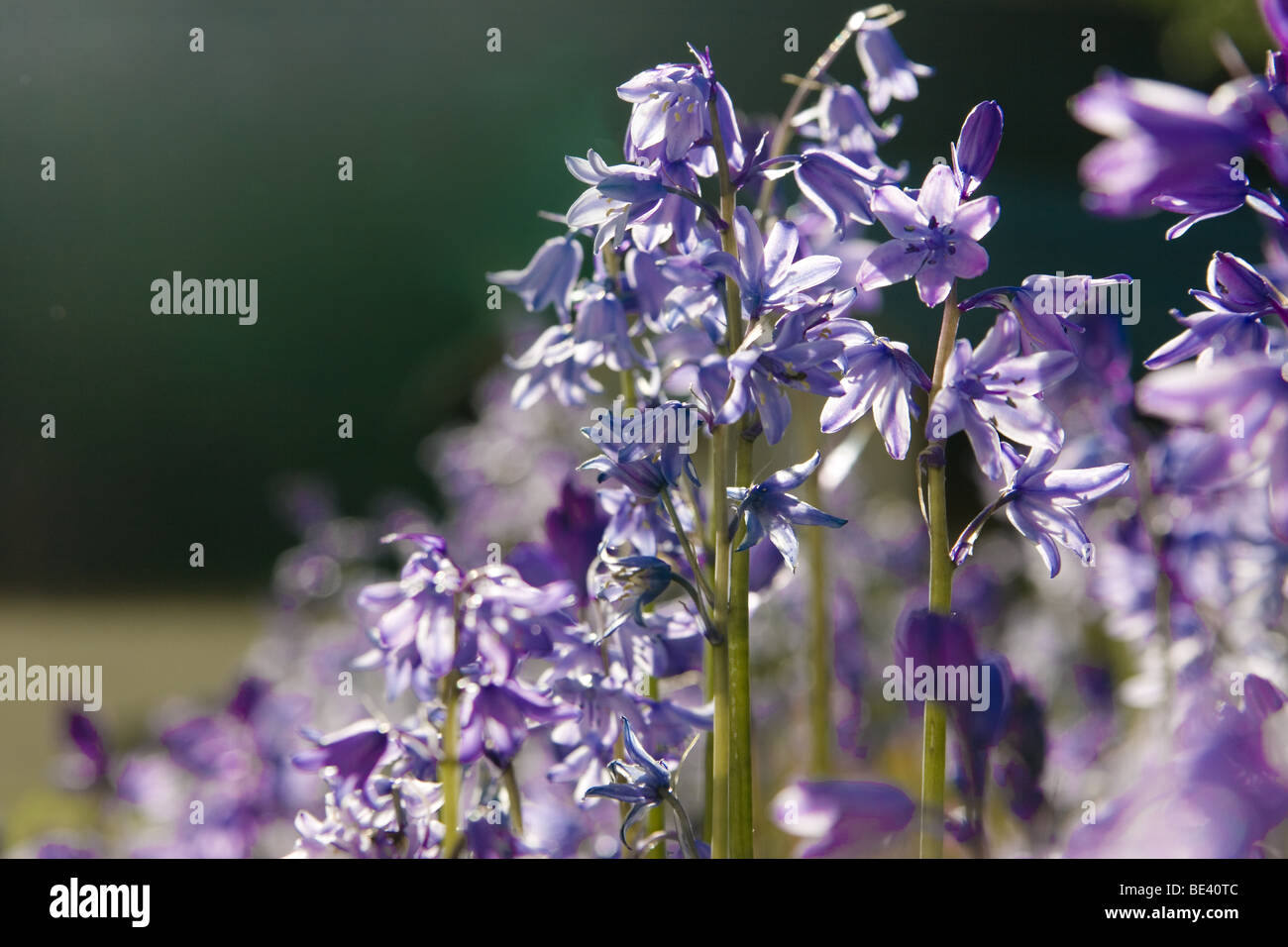 Blubells hi-res stock photography and images - Alamy