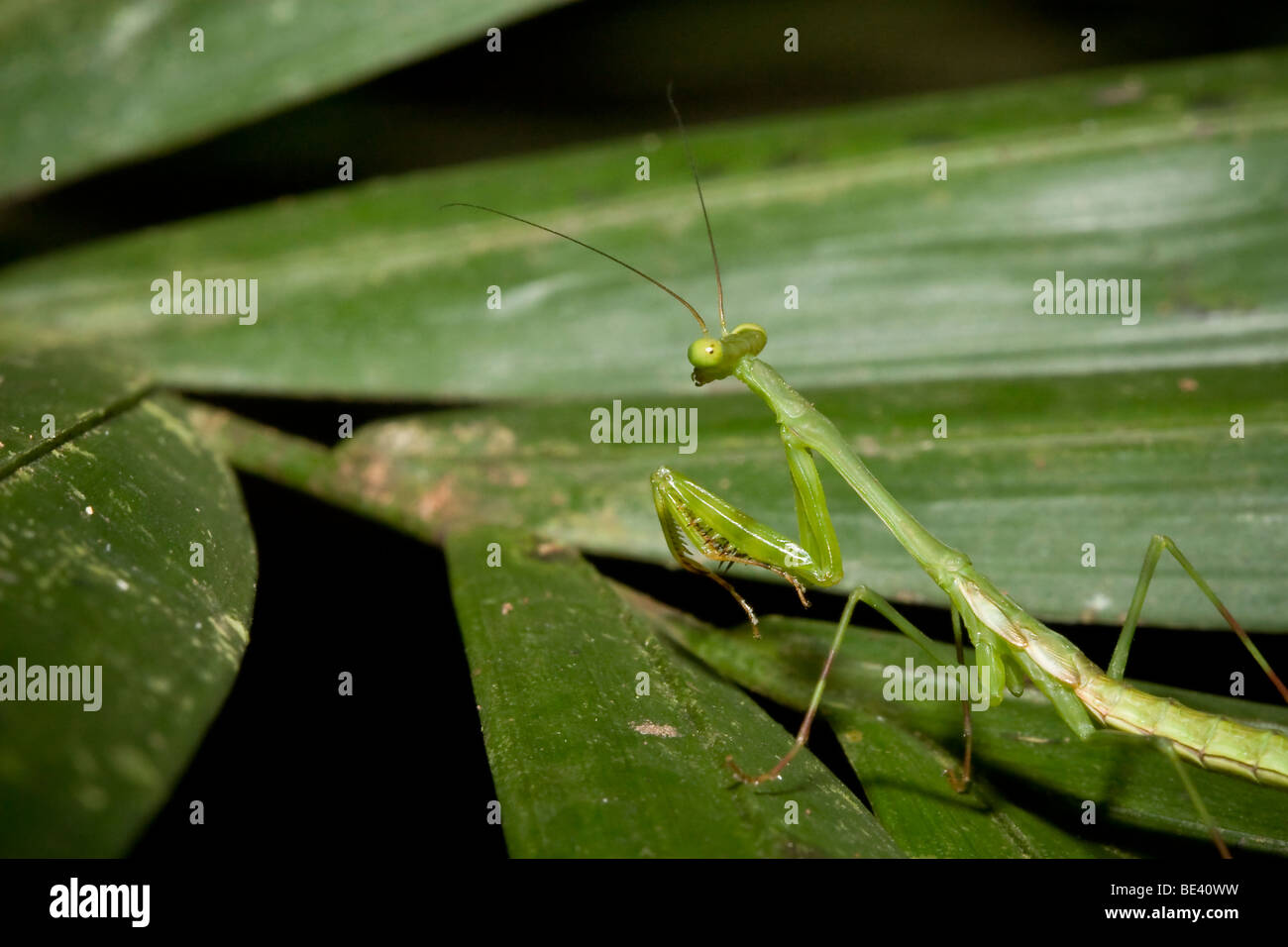 Mantodea costa hi-res stock photography and images - Alamy