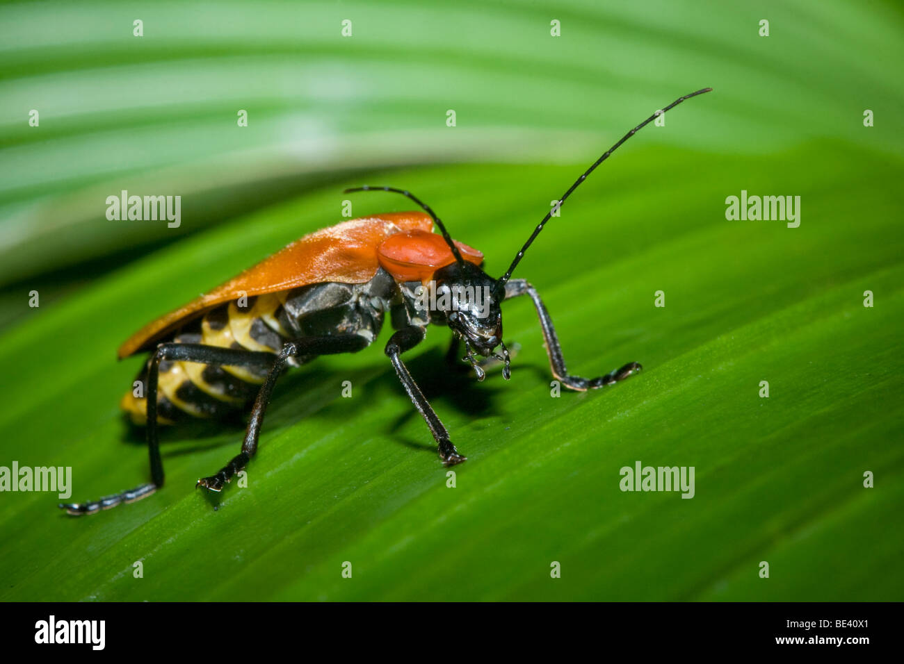 Toxic soldier beetle, family Cantharidae. An excellent example of ...