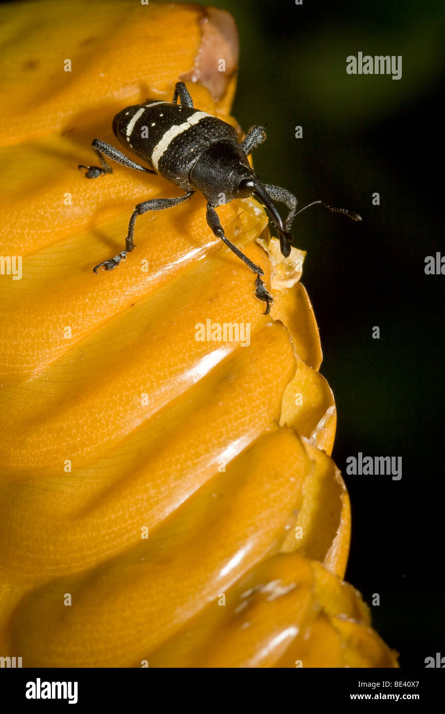 Cholus scalaris, a weevil, family Curculionidae, order Coleoptera, on a ...