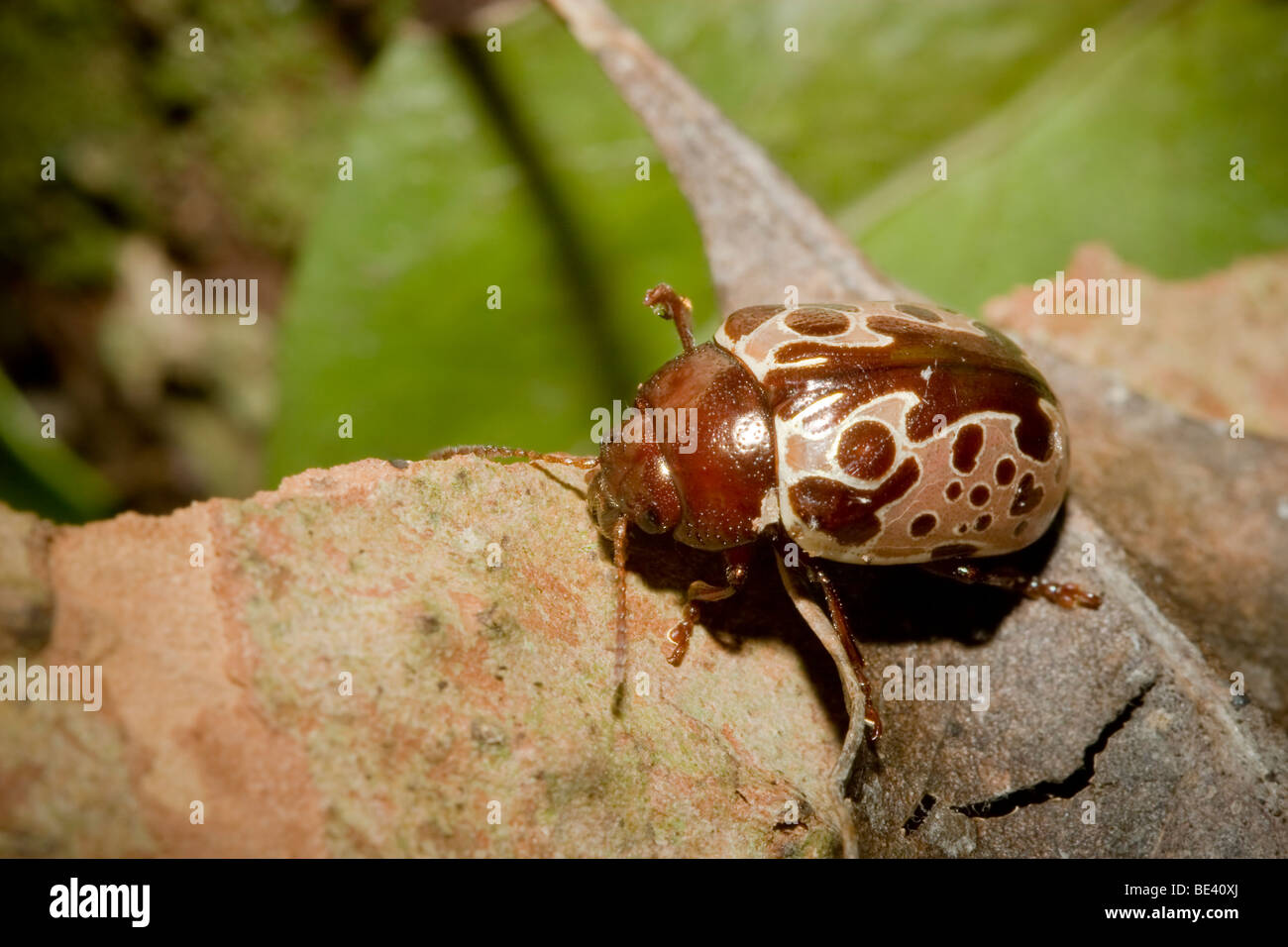 An ornately patterned leaf beetle in the cloud forests of Monteverde ...