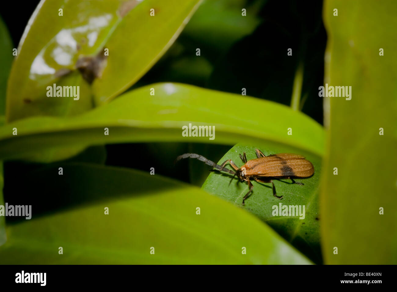 A net-winged beetle, order Coleoptera, family Lycidae, perched on a ...