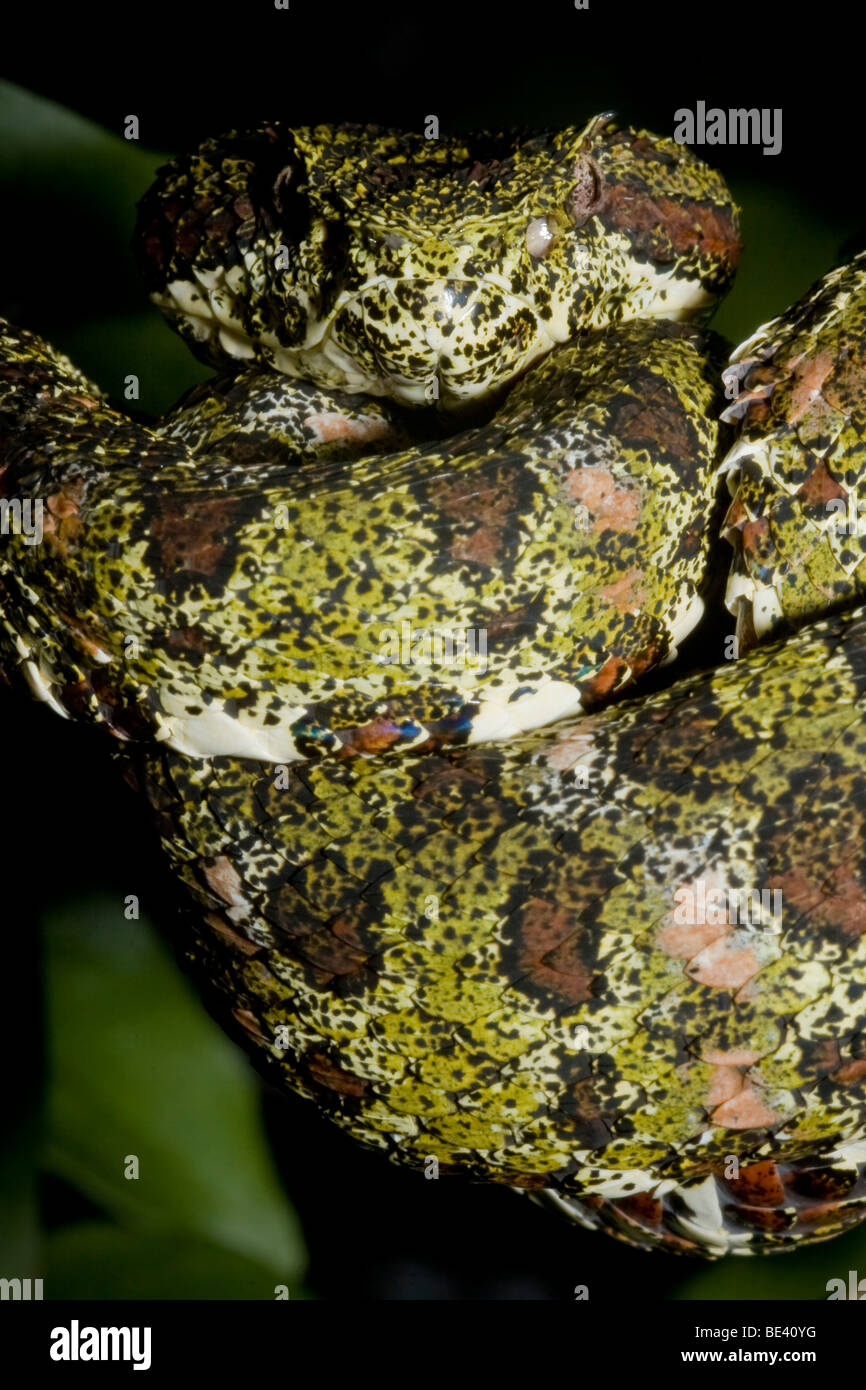 Eyelash pit viper, Bothriechis schlegelii; a highly venomous arboreal ...