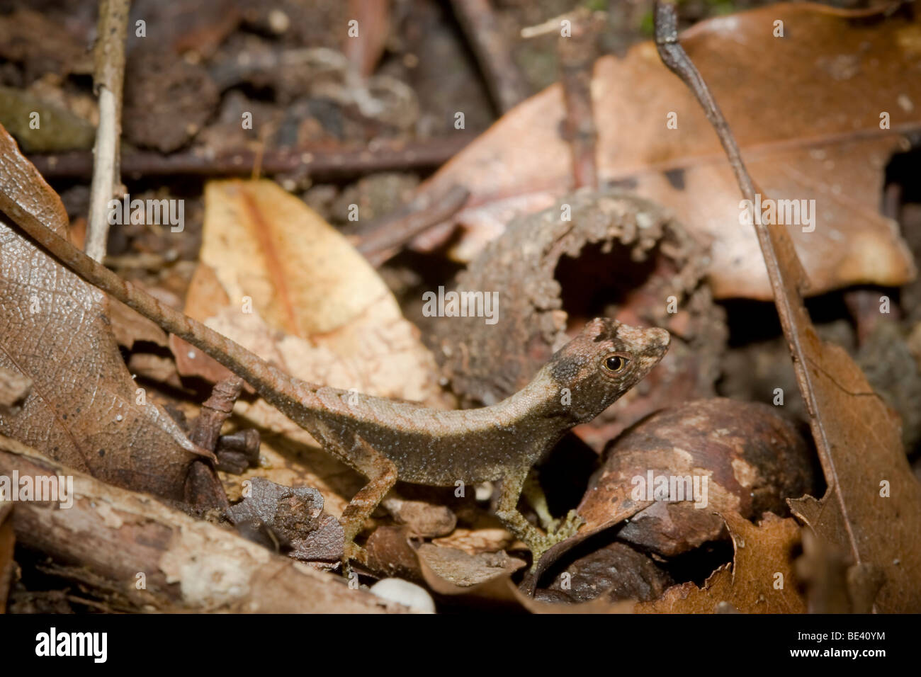"Humble anole" (Anolis humilis) lizard in the montane rainforests of ...