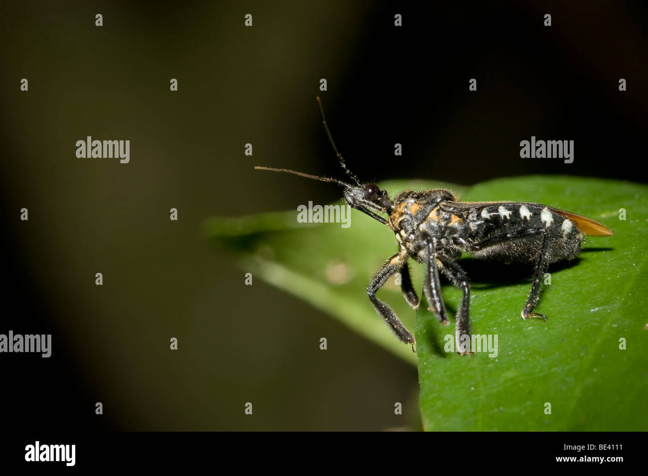 Costa rica hemiptera heteroptera hi-res stock photography and images ...