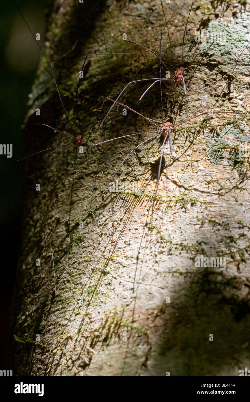 Group of daddy long-legs Stock Photo - Alamy