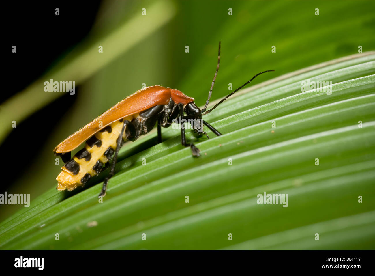 Toxic soldier beetle, family Cantharidae. An excellent example of ...