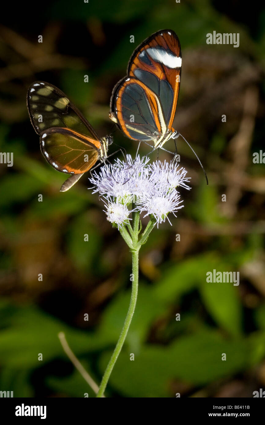 Clearwing Butterflies High Resolution Stock Photography and Images - Alamy