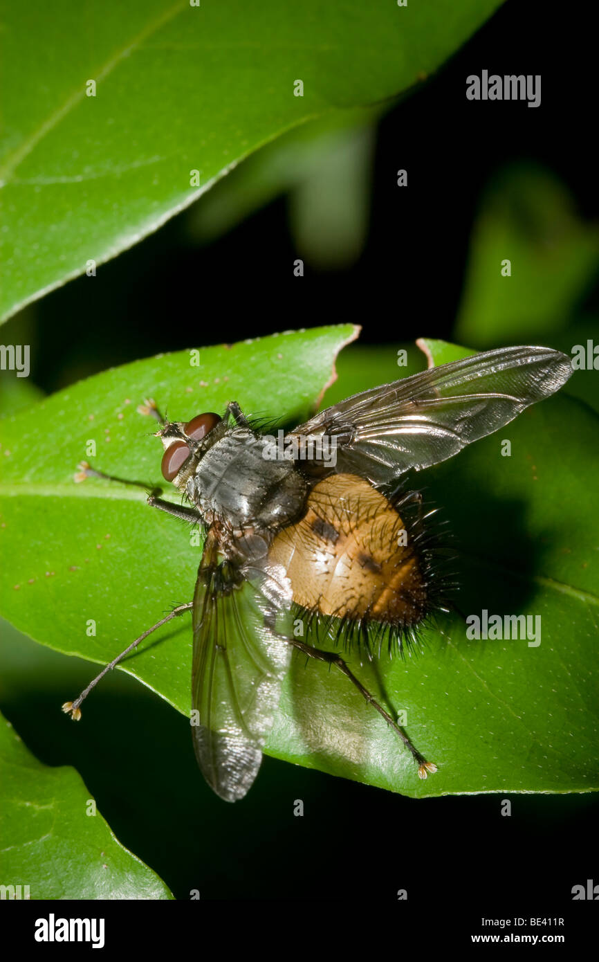 Diptera Families