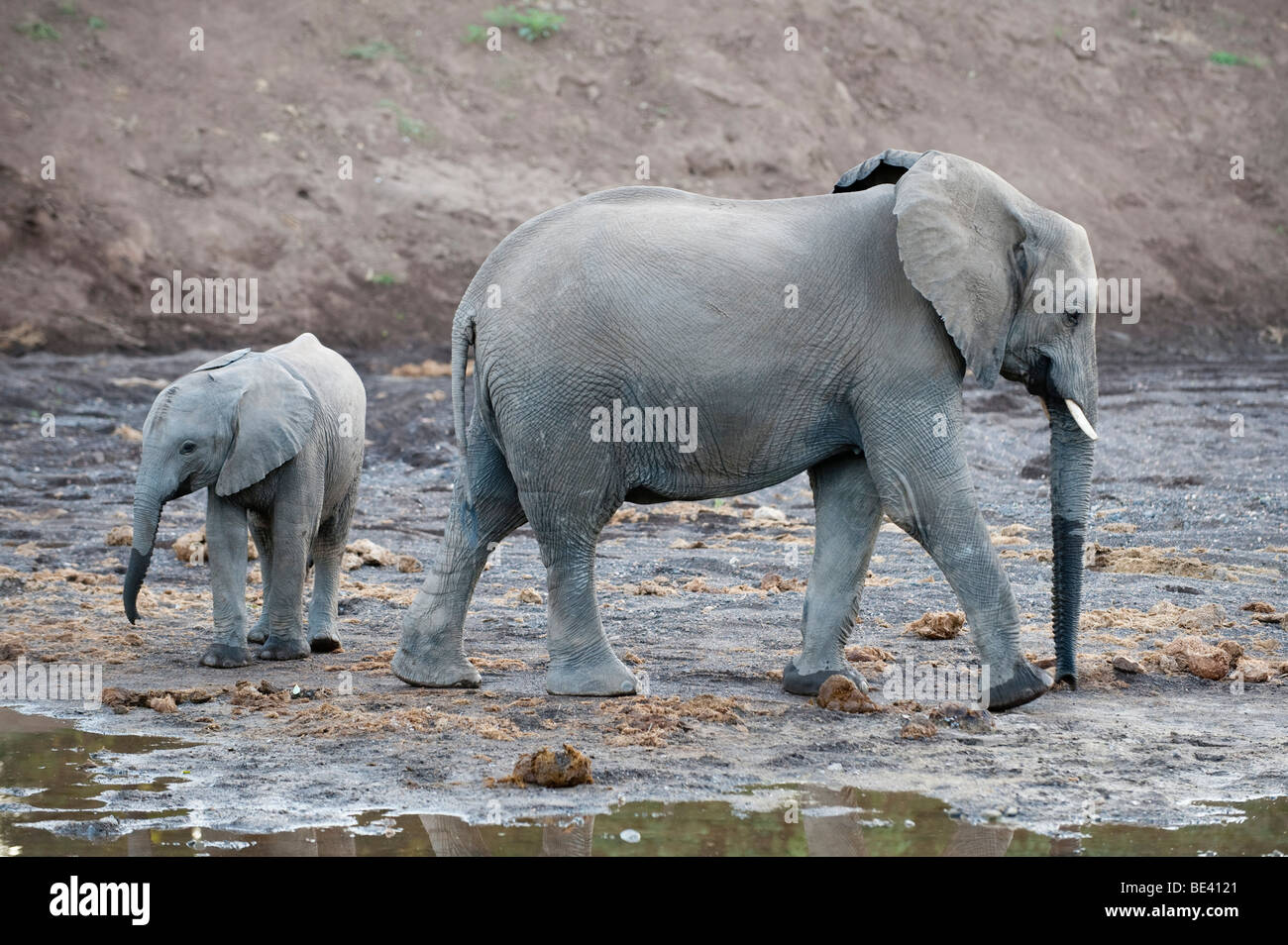 African elephant ( Loxodonta africana africana), Tuli Block, Botswana ...