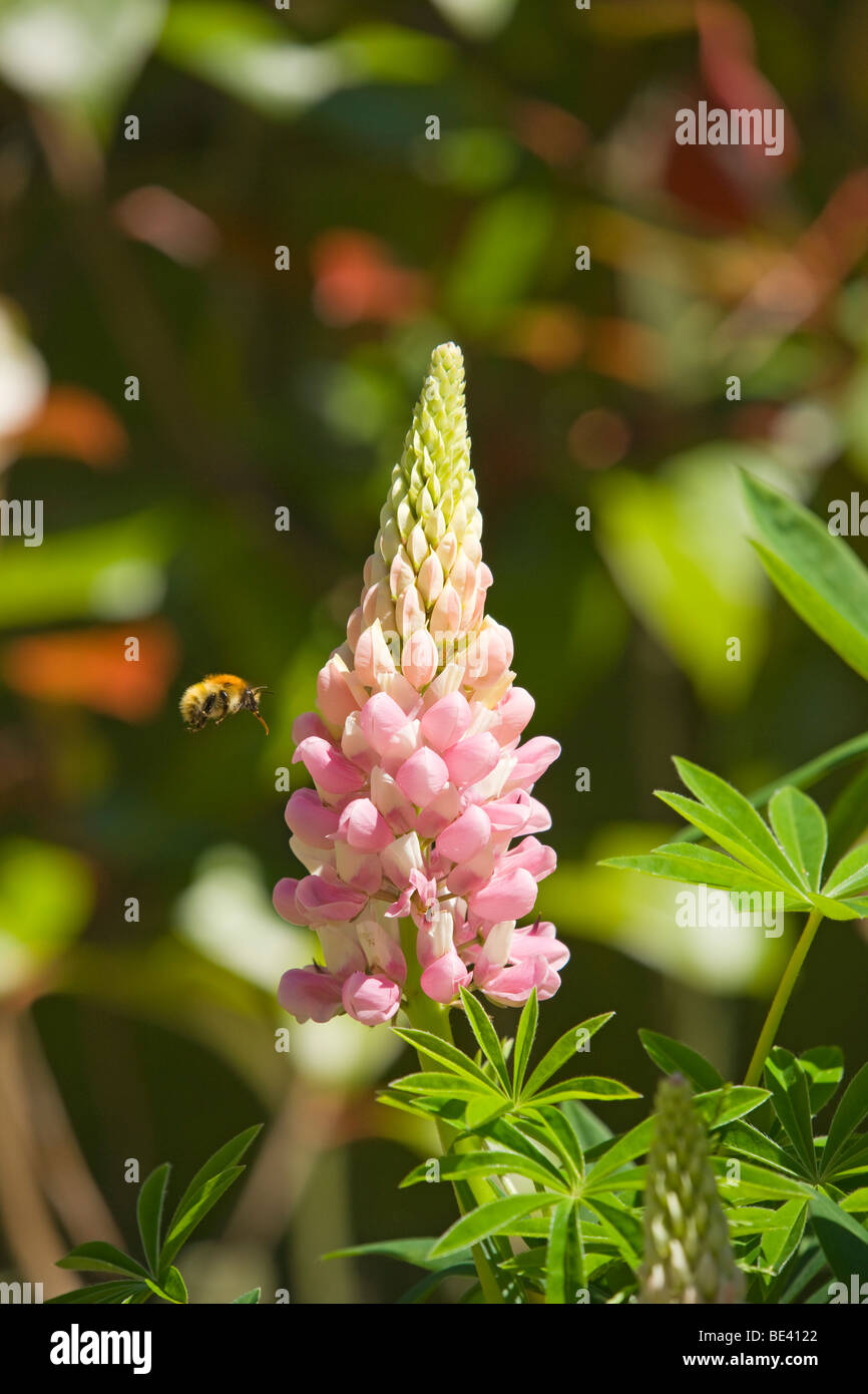 Flying bee hi-res stock photography and images - Alamy