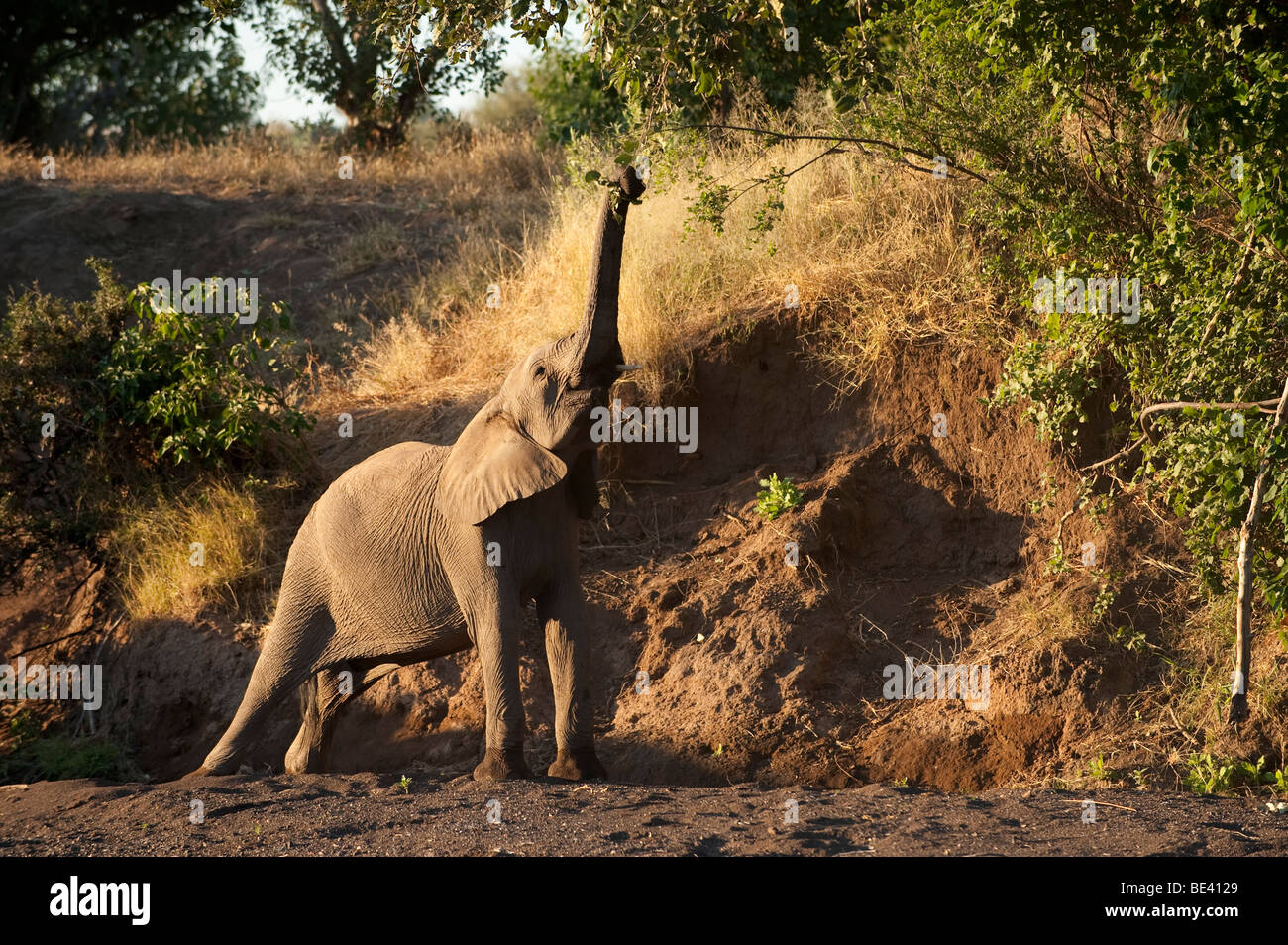 African elephant ( Loxodonta africana africana), Tuli Block, Botswana ...