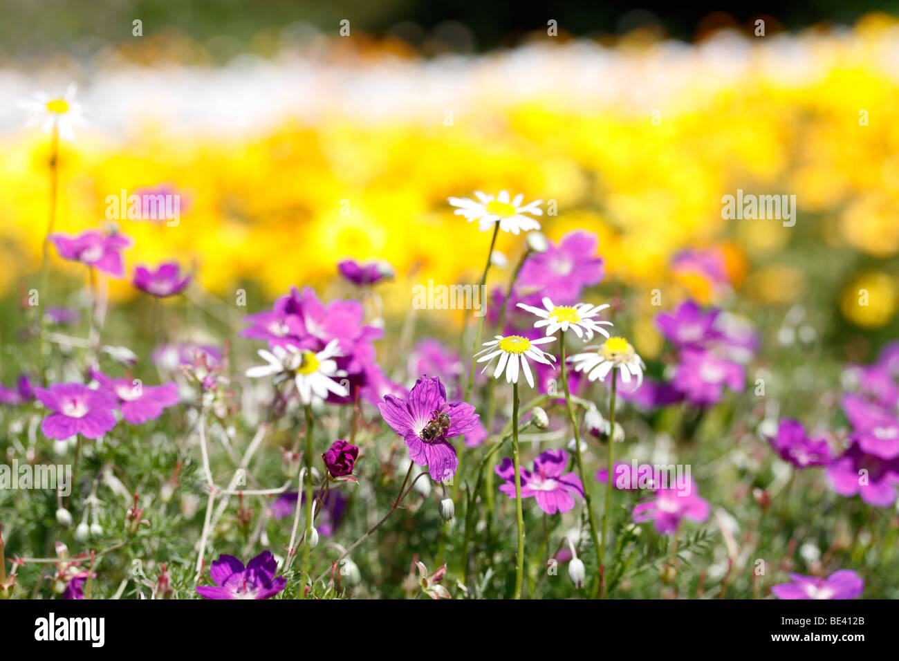 Colourful display of spring blooms with bee in Kirstenbosch Gardens in ...