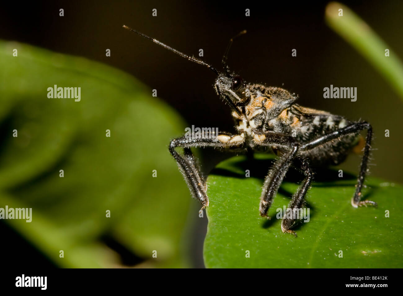Tropical assassin bug, order Hemiptera family Reduviidae, perched on a ...