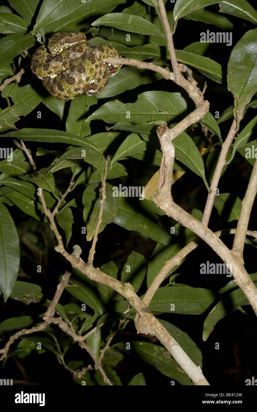 Eyelash pit viper, Bothriechis schlegelii; a highly venomous arboreal ...