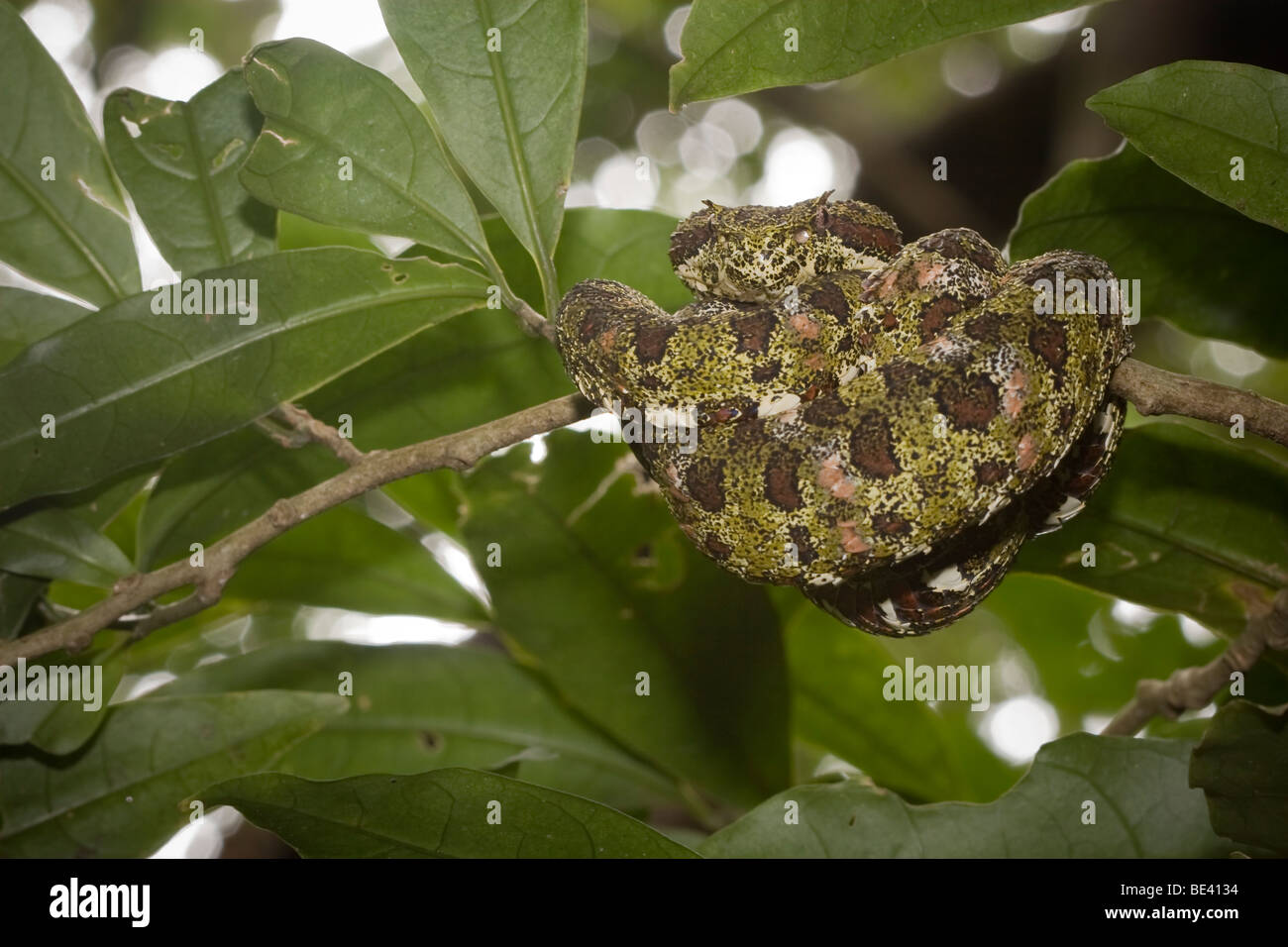 Eyelash pit viper, Bothriechis schlegelii; a highly venomous arboreal ...