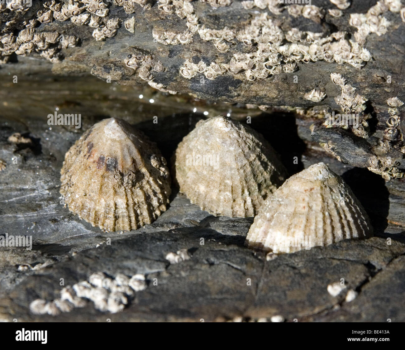 Limpets on rock hi-res stock photography and images - Alamy