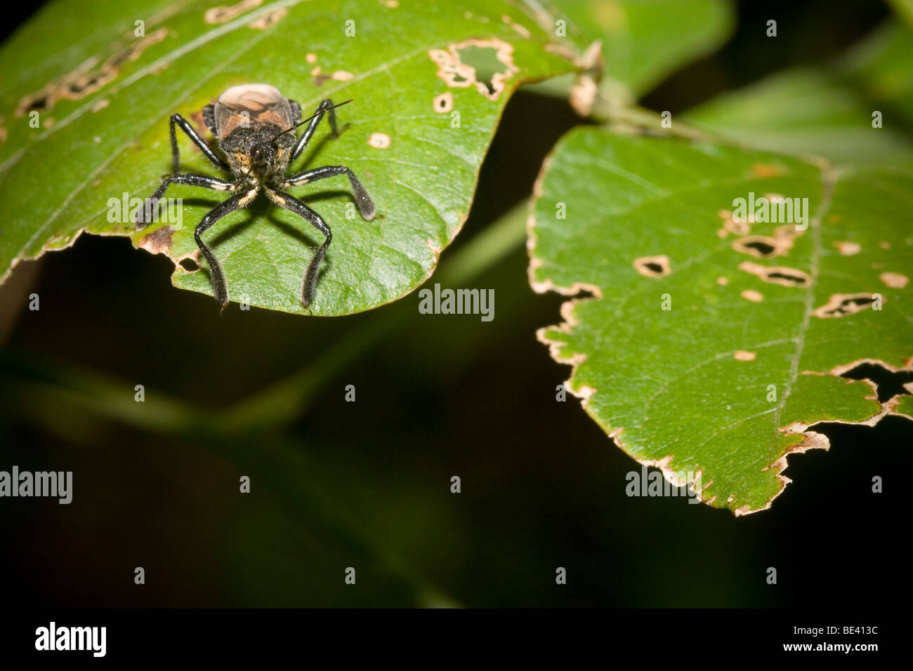 Costa rica hemiptera heteroptera hi-res stock photography and images ...