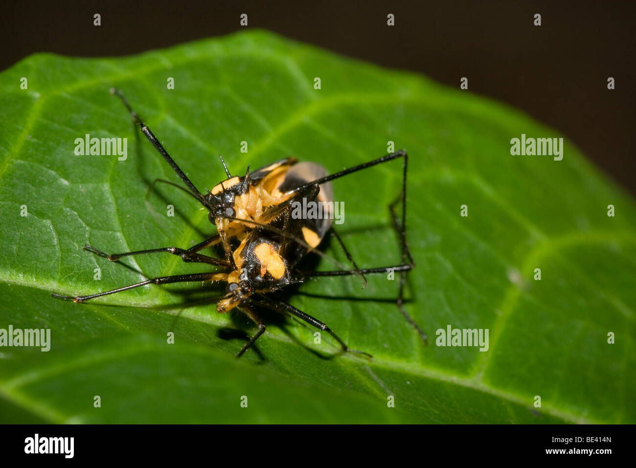 Mating depredation depredate hi-res stock photography and images - Alamy