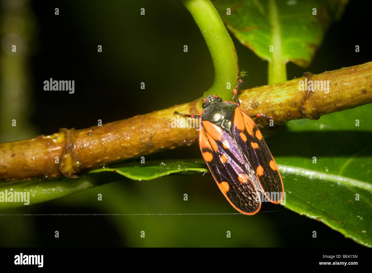 Tropical froghopper, order Hemiptera, family Cercopidae. Photographed ...