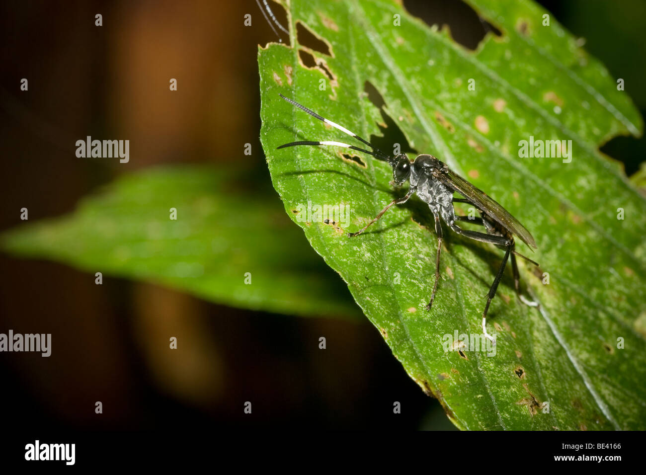 Wasp, order Hymenoptera. Photographed in Costa Rica Stock Photo - Alamy