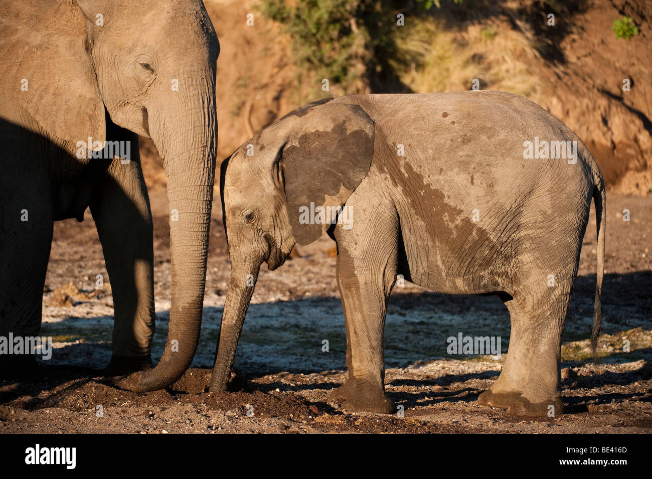 Baby African elephant ( Loxodonta africana africana), Tuli Block ...