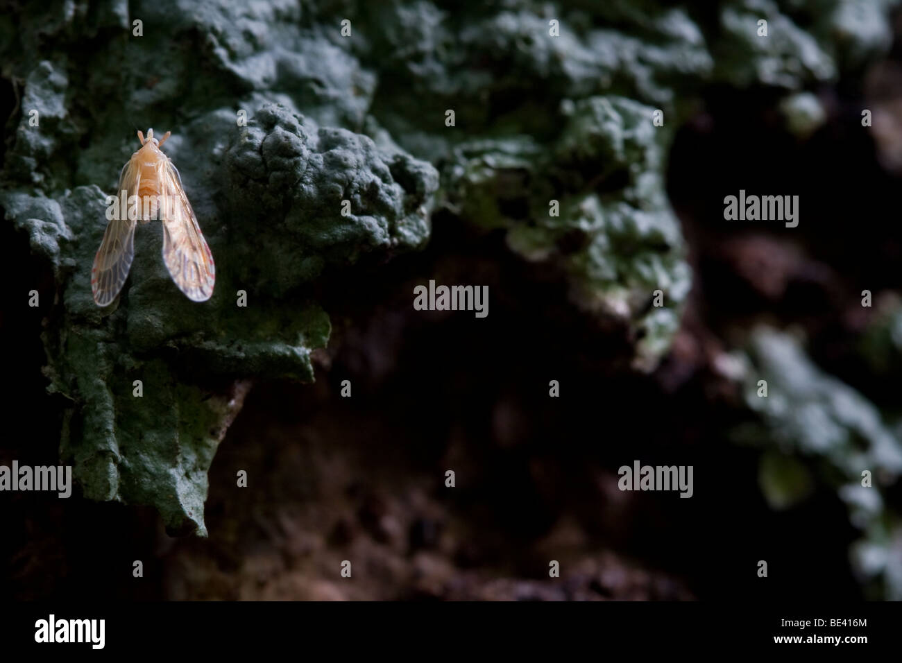 Tropical planthopper, superfamily Fulgoroidea. Photographed in Costa ...