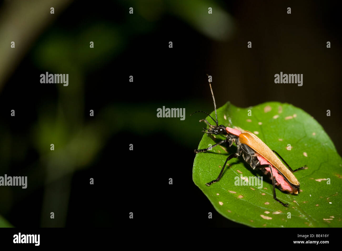 Soldier beetle, family Cantharidae, in the cloud forests of Monteverde ...