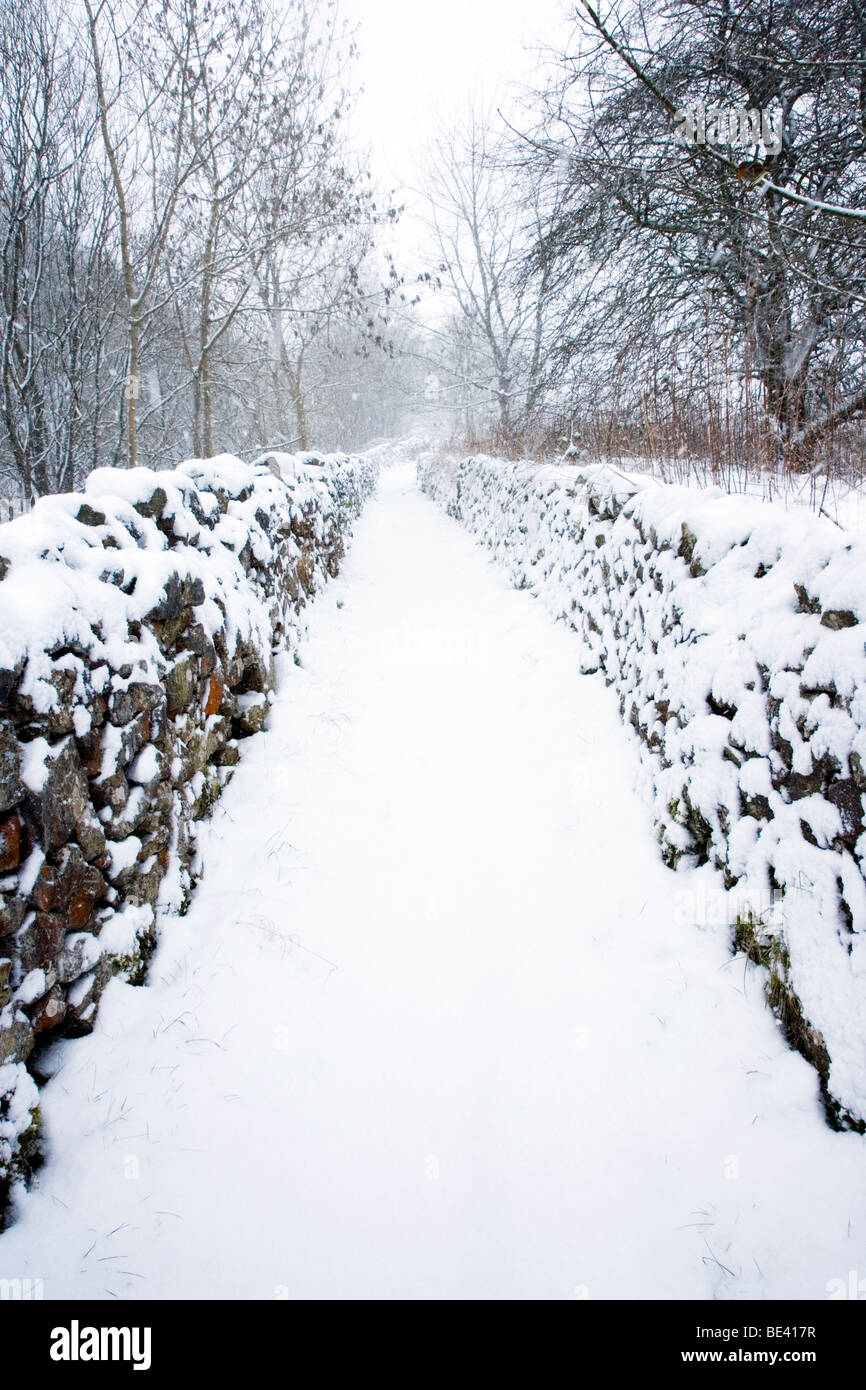 A snow covered footpath between drystone walls running through woodland ...