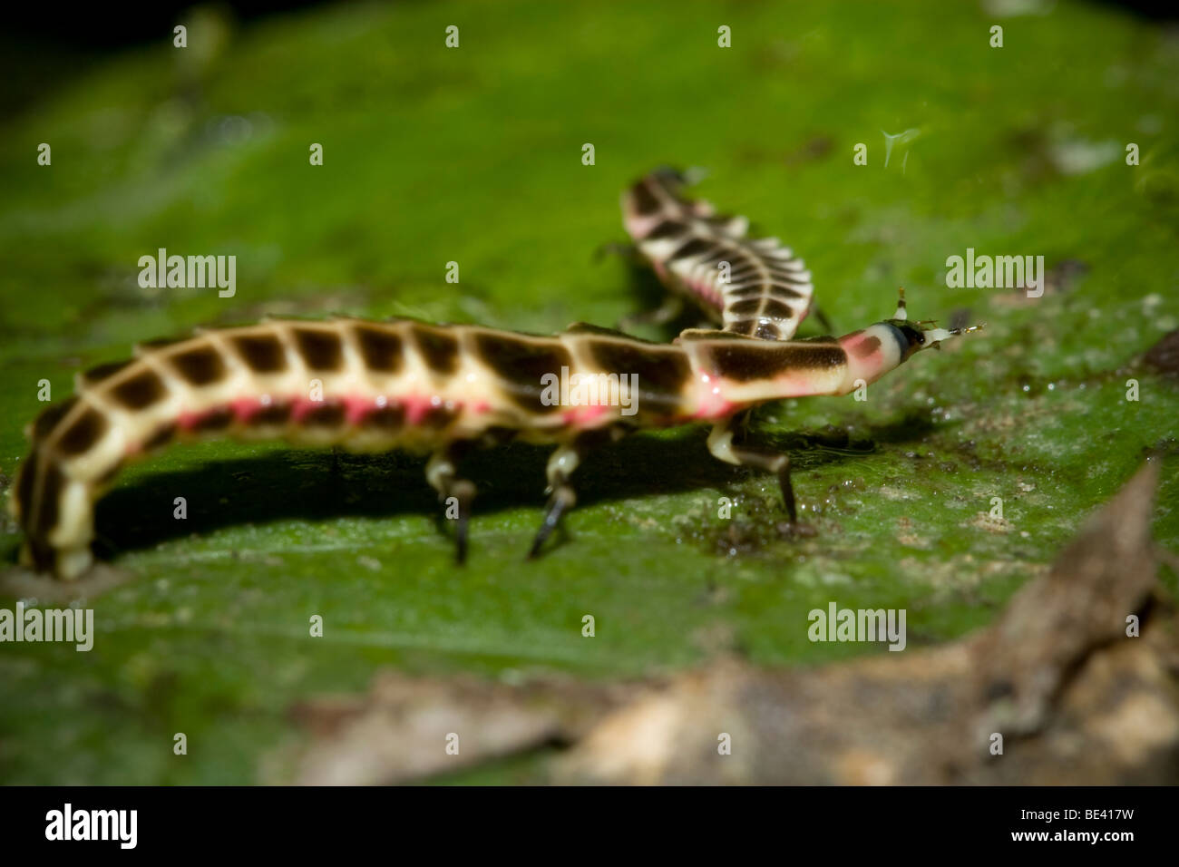 Neotenous net-winged beetles, family Lycidae, order Coleoptera ...