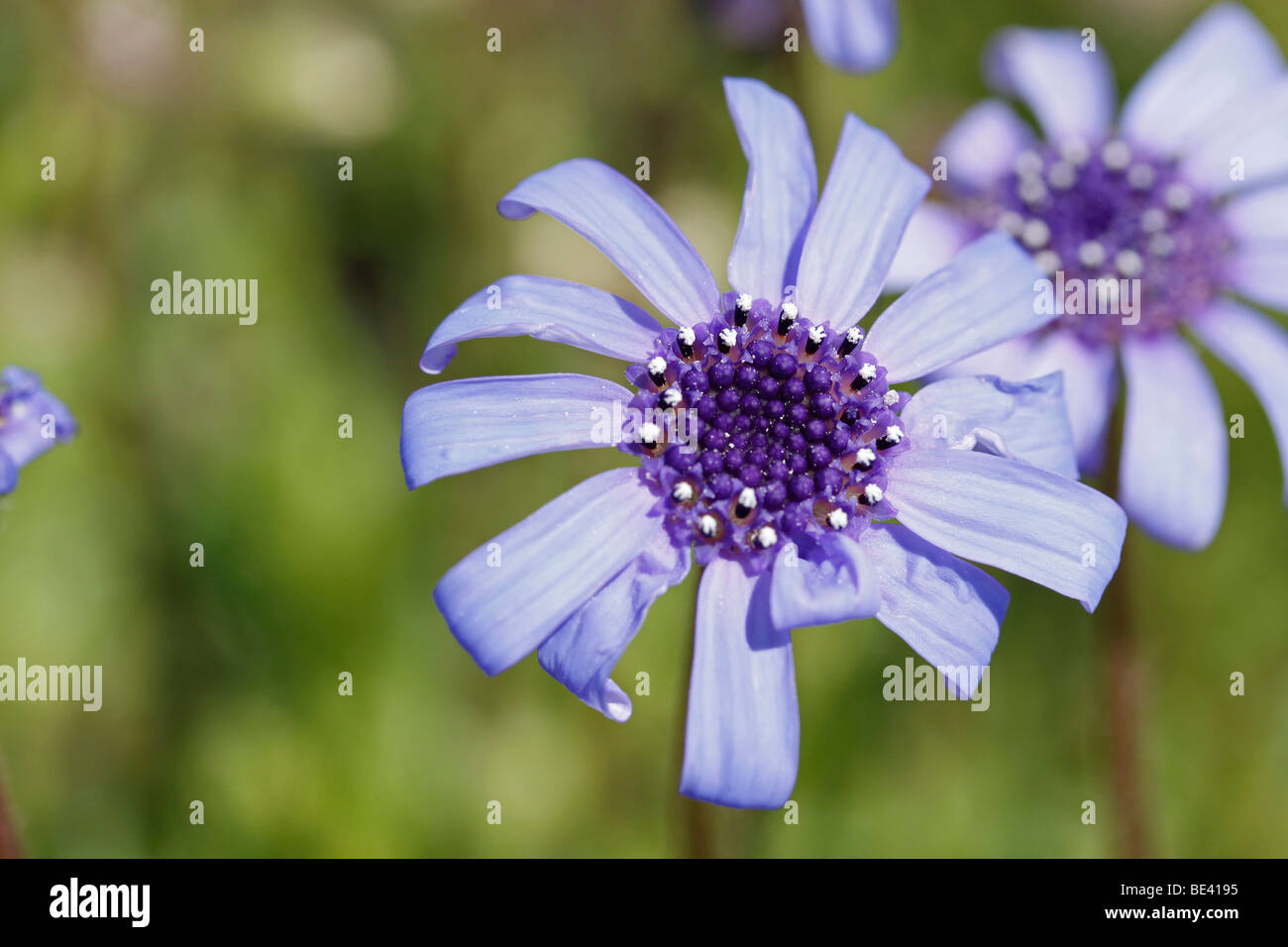 True blue daisy (Felicia heterophylla Stock Photo - Alamy