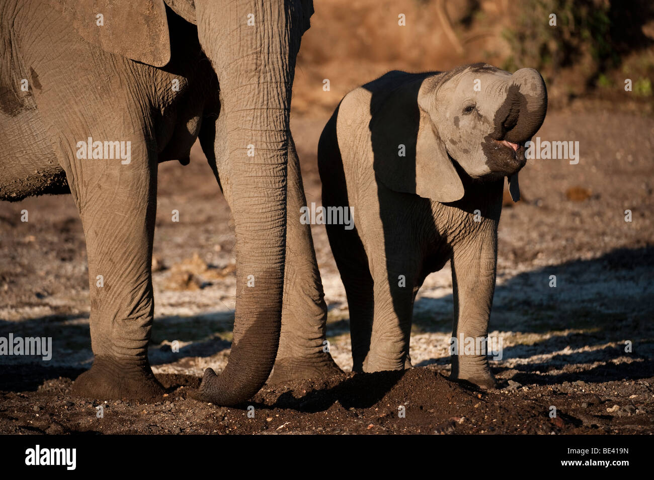 African elephant ( Loxodonta africana africana), Tuli Block, Botswana ...