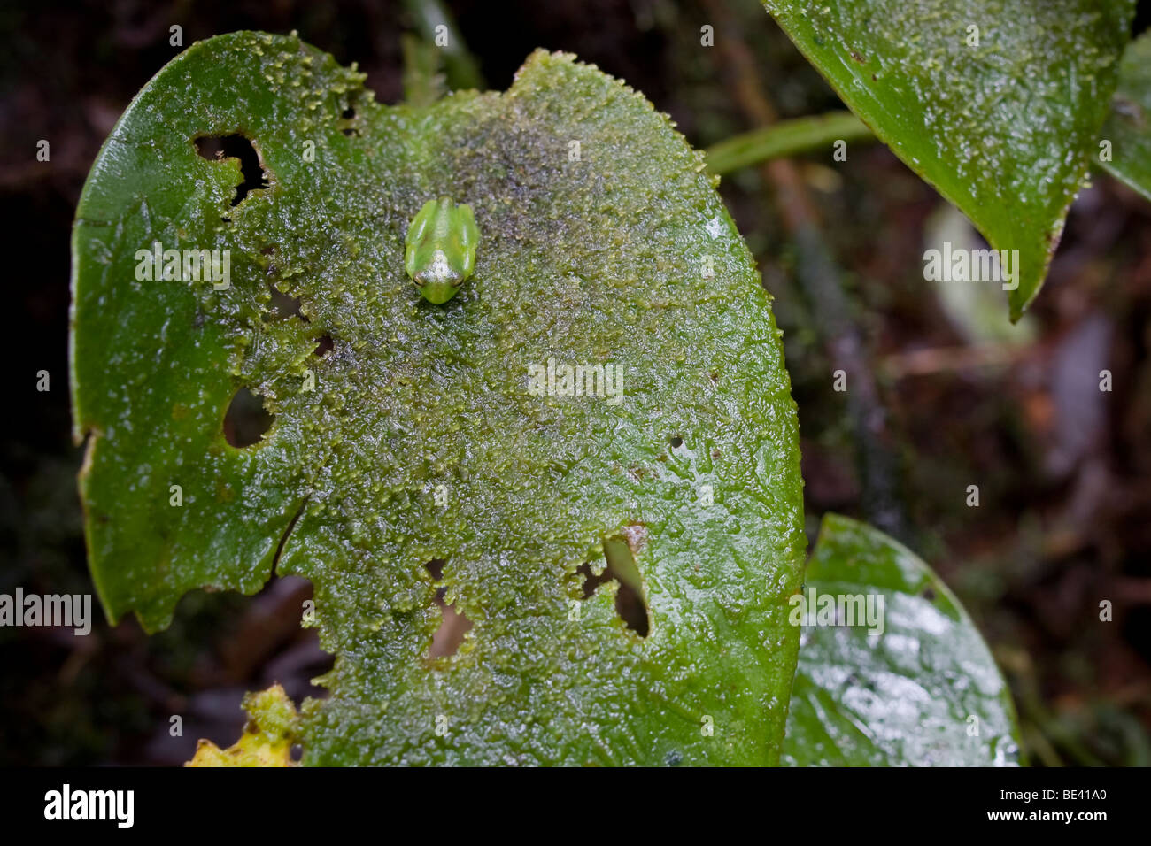 Spiny cochran "glass frog" (Cochranella spinosa). Glass frogs have ...