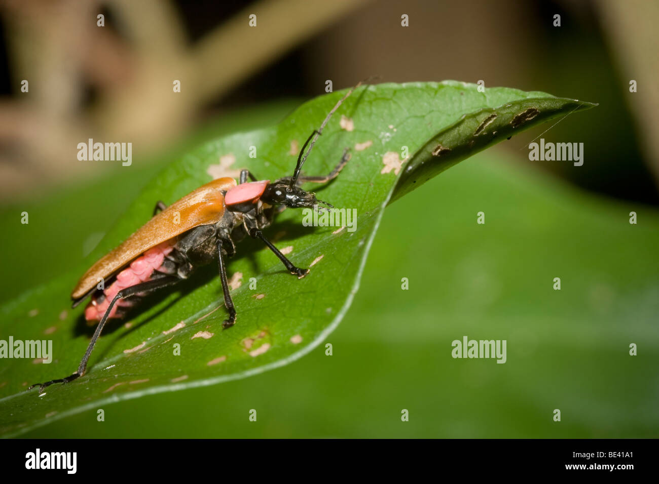 Beetle costa rica macro hi-res stock photography and images - Alamy