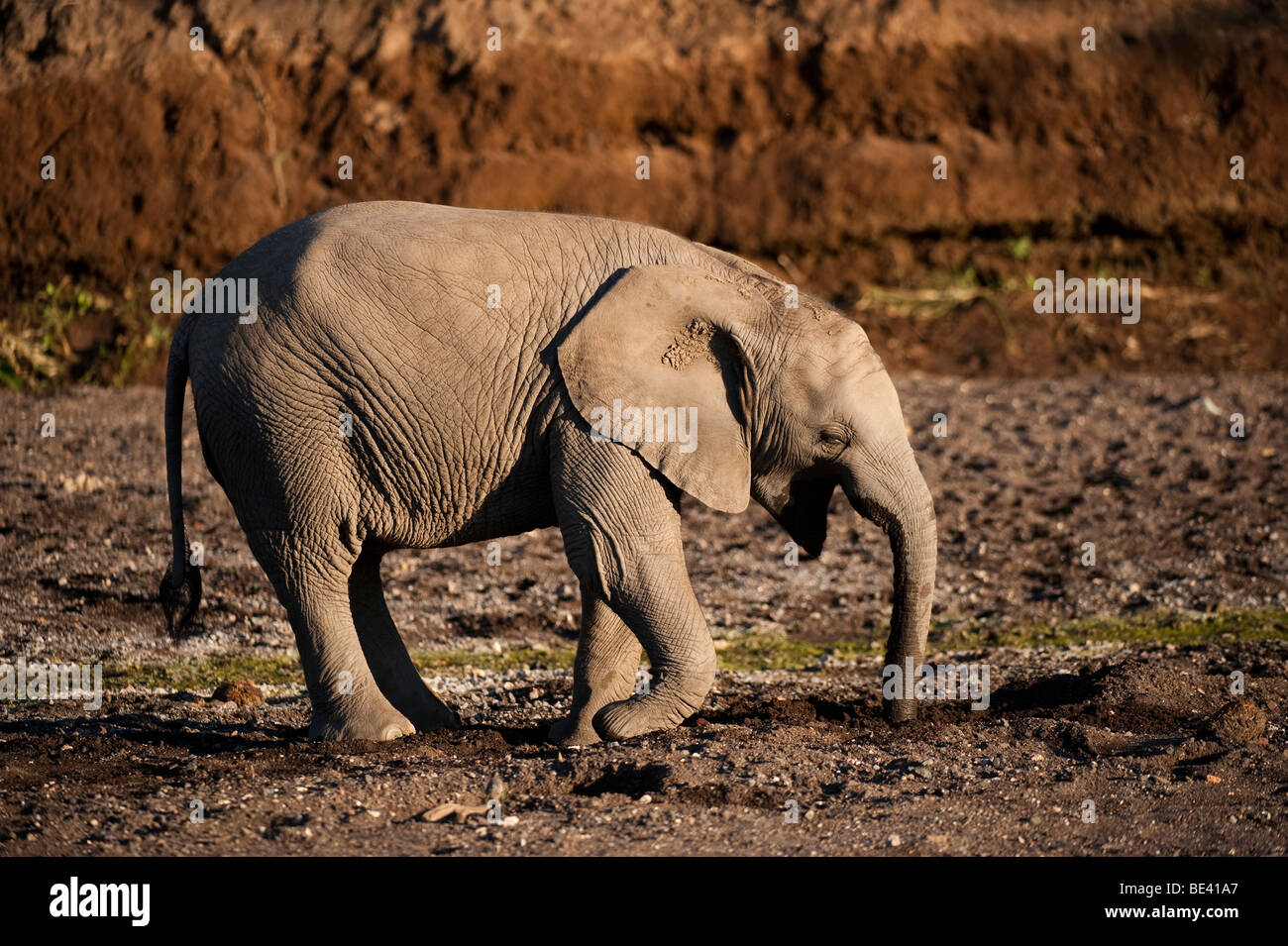Baby African elephant ( Loxodonta africana africana), Tuli Block ...