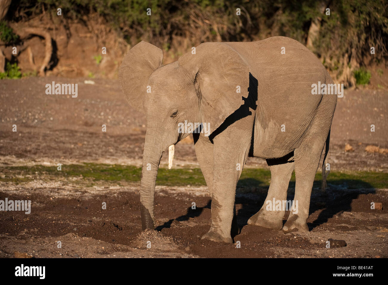 Baby African elephant ( Loxodonta africana africana), Tuli Block ...