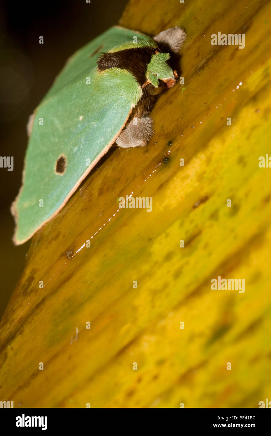 A turquoise moth resting on a yellow heliconia leaf in the cloud ...