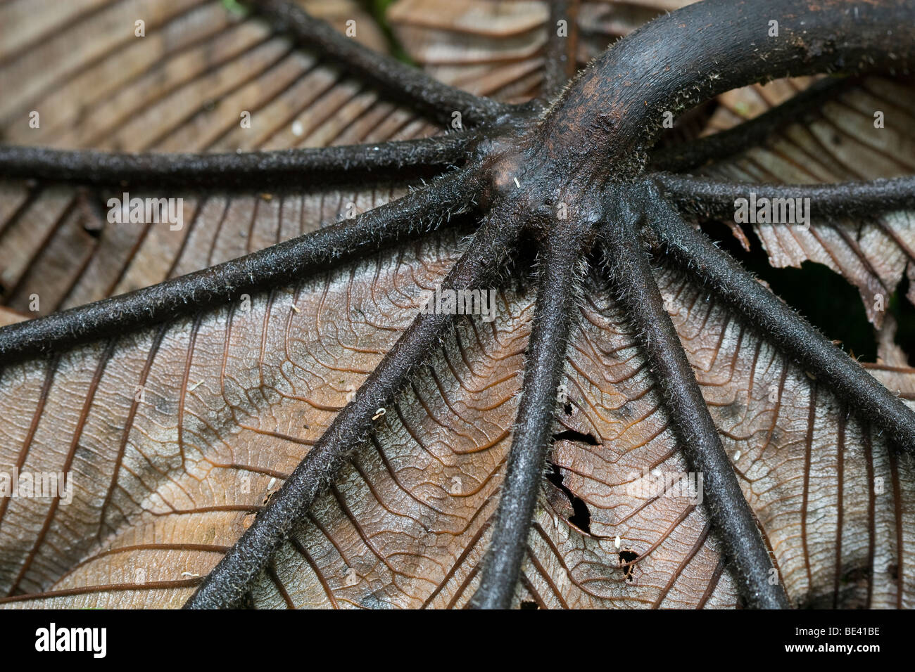 Fallen leaf. Photographed in Costa Rica Stock Photo - Alamy