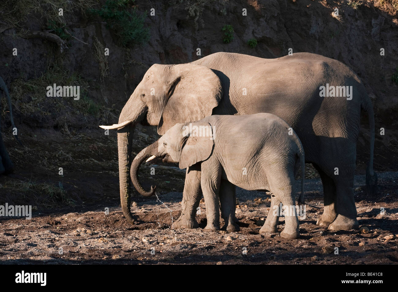 African elephant with young ( Loxodonta africana africana), Tuli Block ...