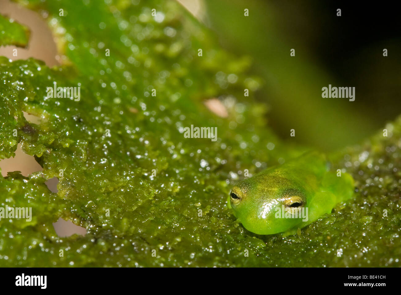 Spiny cochran "glass frog" (Cochranella spinosa). Glass frogs have ...