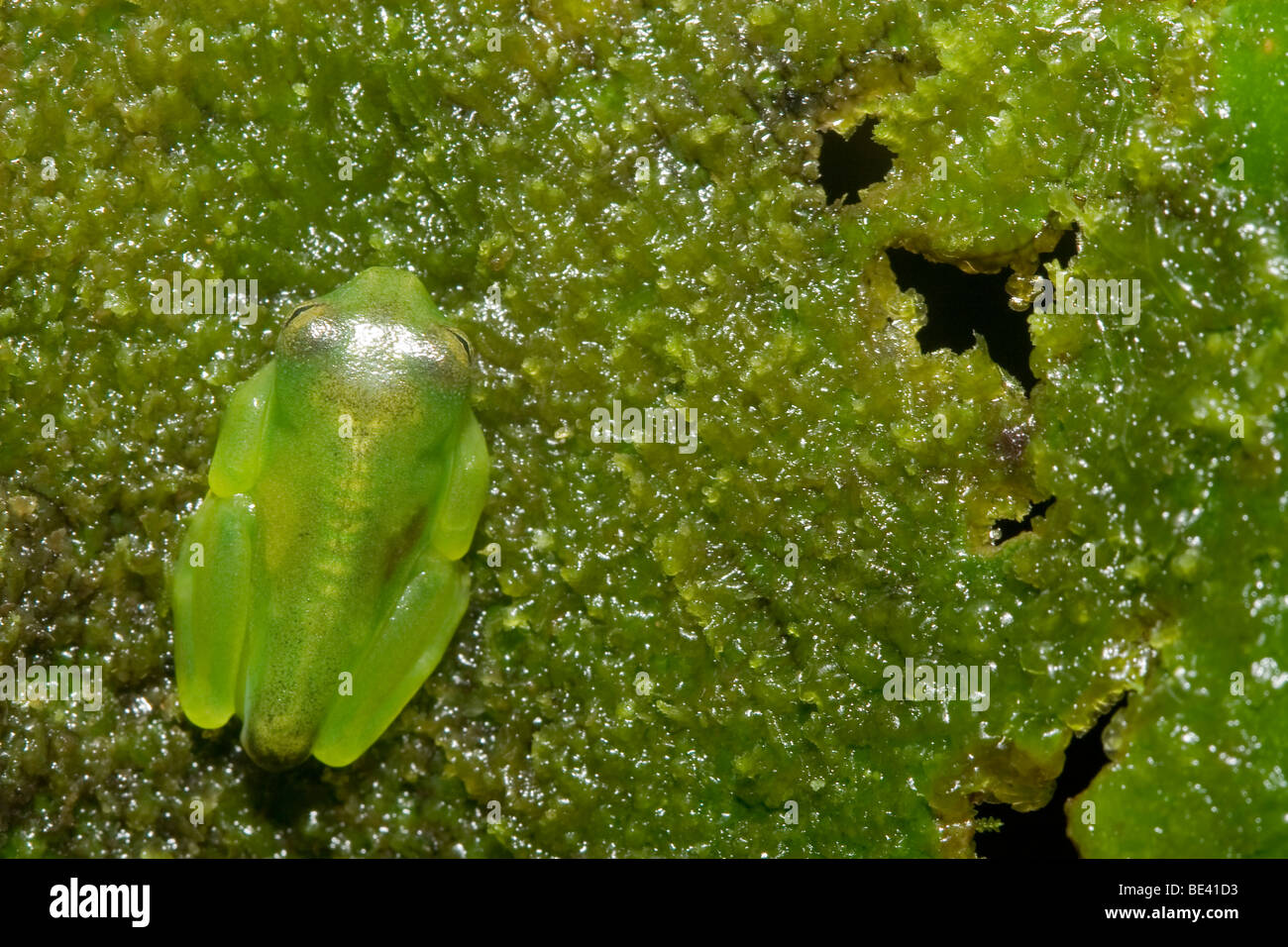 Spiny cochran "glass frog" (Cochranella spinosa). Glass frogs have ...