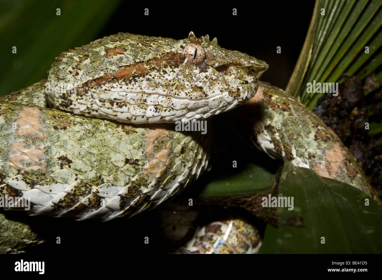Eyelash pit viper, Bothriechis schlegelii; a highly venomous arboreal ...