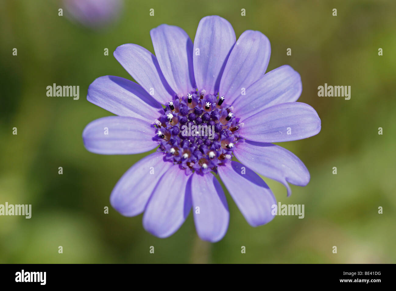 Felicia heterophylla hi-res stock photography and images - Alamy