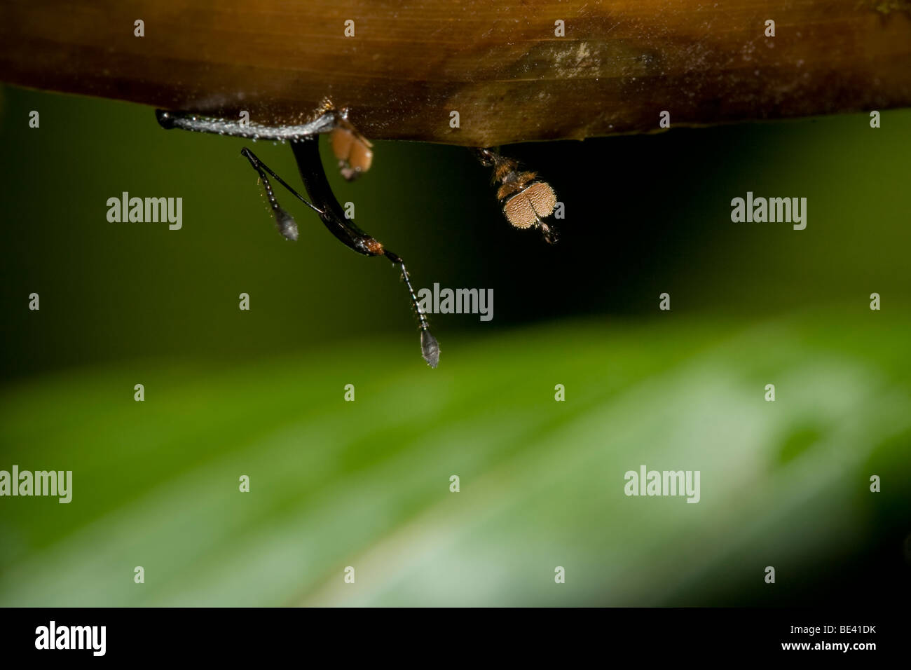 Weevil, order Coleoptera, family Curculionidae, peeking from above ...