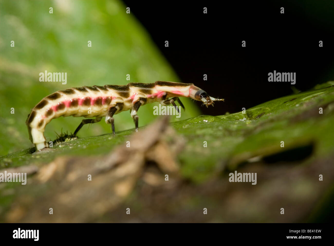 Female net winged beetle hi-res stock photography and images - Alamy