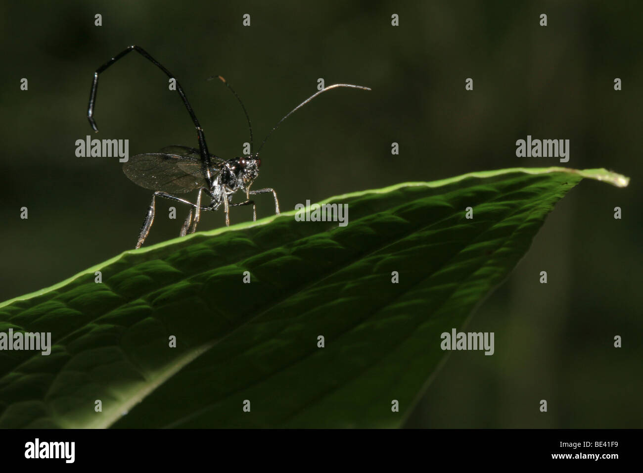 A parasitoidal pelecinid wasp (Pelecinus polyturator) pausing on a leaf ...