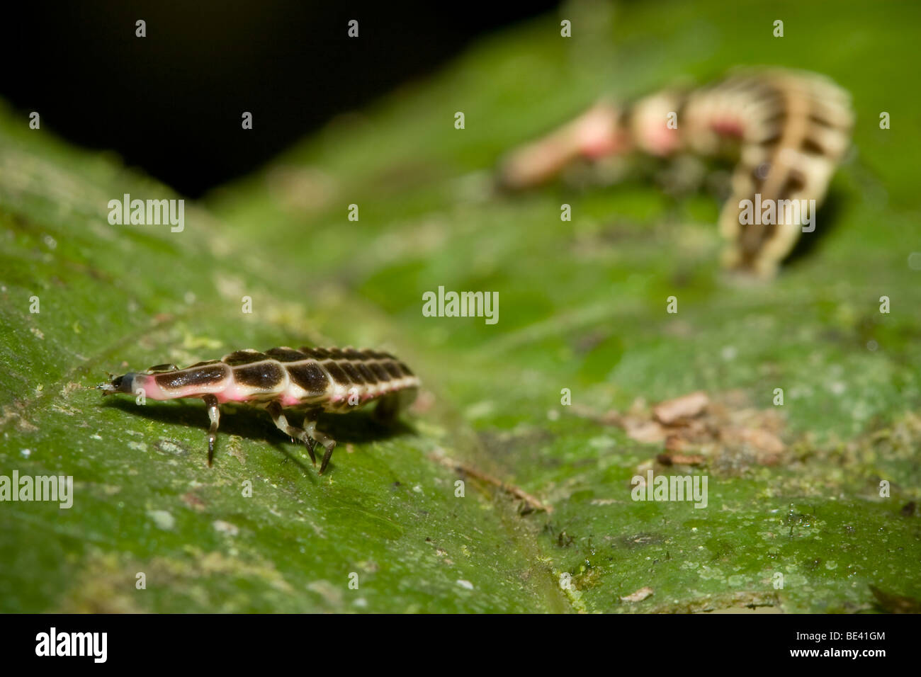 Neotenous net-winged beetles, family Lycidae, order Coleoptera ...